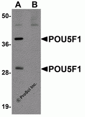 POU5F1 Peptide - Cat. No. 5581P | ProSci