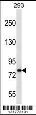 CDH19 Antibody - Cat. No. 56-755 | ProSci