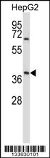 AMBP Antibody - Cat. No. 57-253 | ProSci
