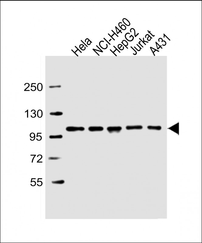 SFPQ Antibody - Cat. No. 57-342 | ProSci
