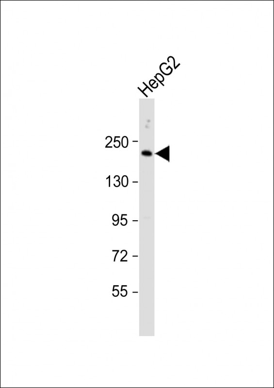 C4B Antibody - Cat. No. 57-400 | ProSci