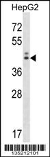 NGDN Antibody - Cat. No. 58-075 | ProSci