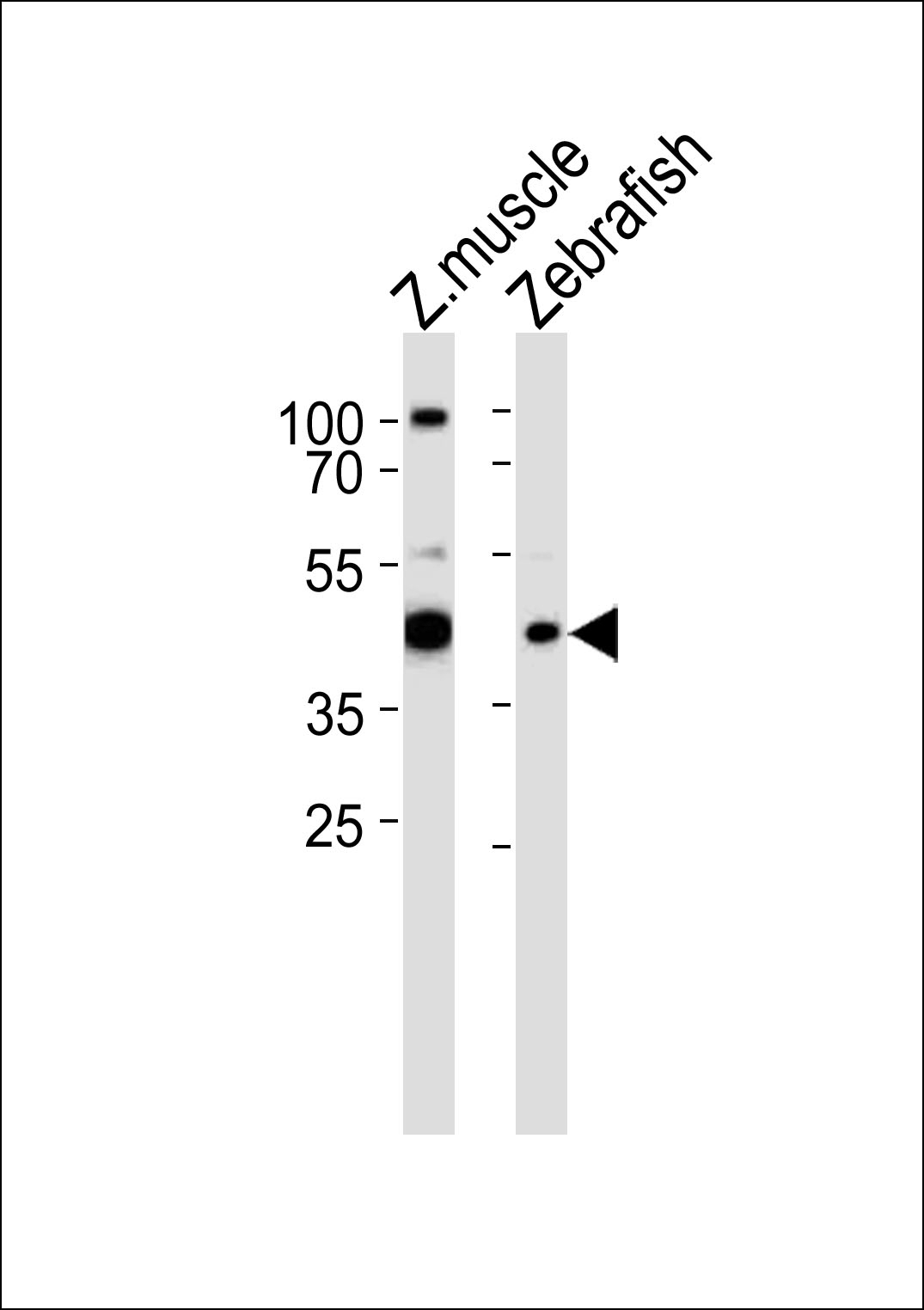 RBM22 Antibody - Cat. No. 58-086 | ProSci
