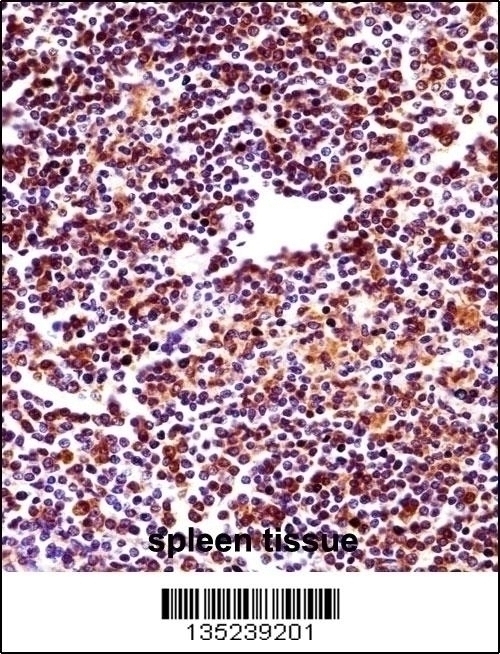 RBM22 Antibody - Cat. No. 58-086 | ProSci