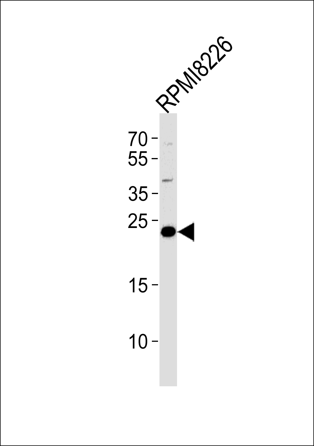 CD3G Antibody - Cat. No. 58-129 | ProSci