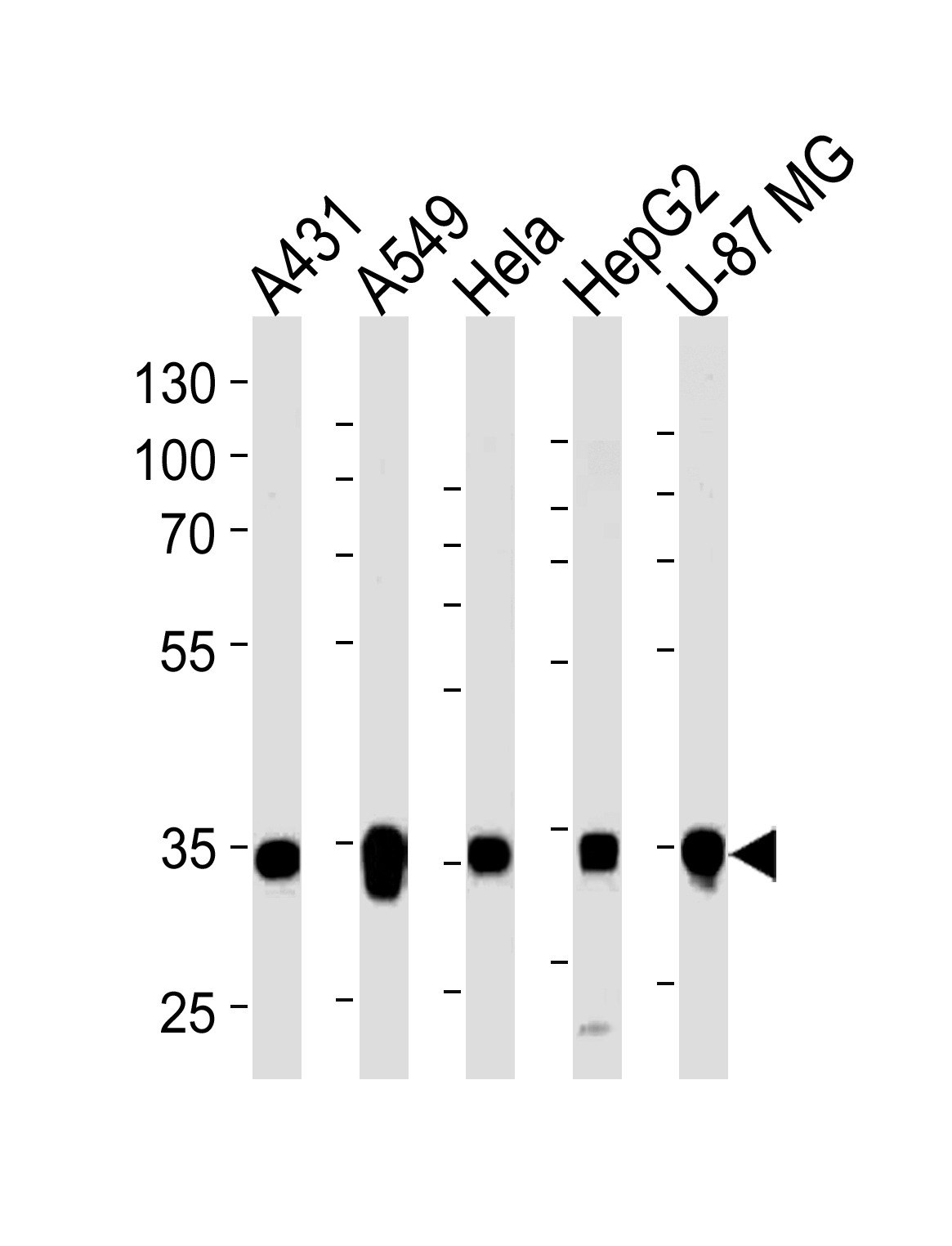MDH2 Antibody - Cat. No. 59-668 | ProSci
