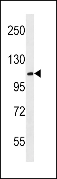 MBD6 Antibody - Cat. No. 60-195 | ProSci