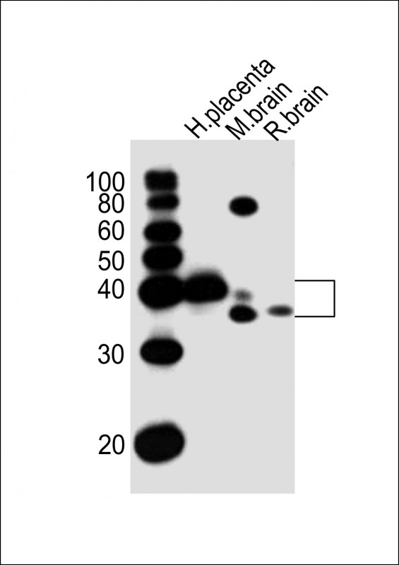 JAM3 Antibody - Cat. No. 61-013 | ProSci