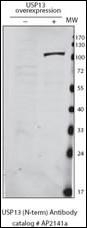 USP13 Antibody - Cat. No. 61-107 | ProSci