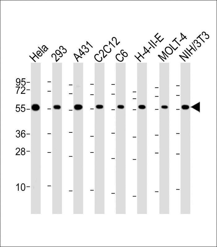 RAD21 Antibody - Cat. No. 61-361 | ProSci