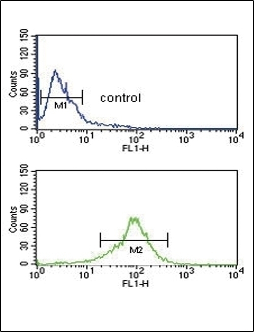 GOT1 Antibody - Cat. No. 61-617 | ProSci