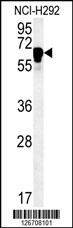 TTC26 Antibody - Cat. No. 61-881 | ProSci