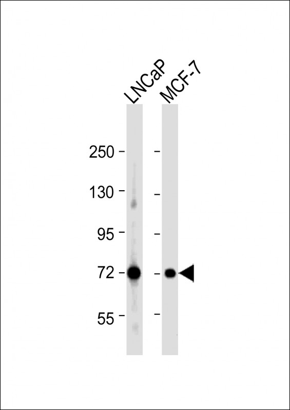 DLAT Antibody - Cat. No. 61-890 | ProSci