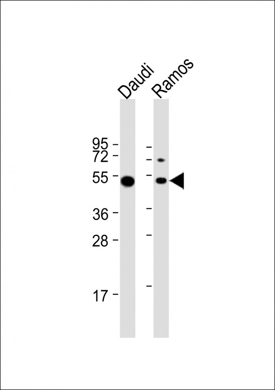 LSP1 Antibody - Cat. No. 61-932 | ProSci