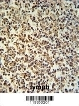 GZMB Antibody - Cat. No. 62-336 | ProSci