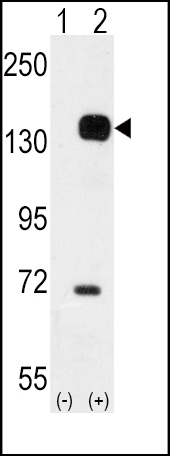 TEK Antibody - Cat. No. 63-140 | ProSci
