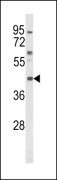 MC3R Antibody - Cat. No. 63-611 | ProSci