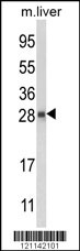 QDPR Antibody - Cat. No. 63-664 | ProSci