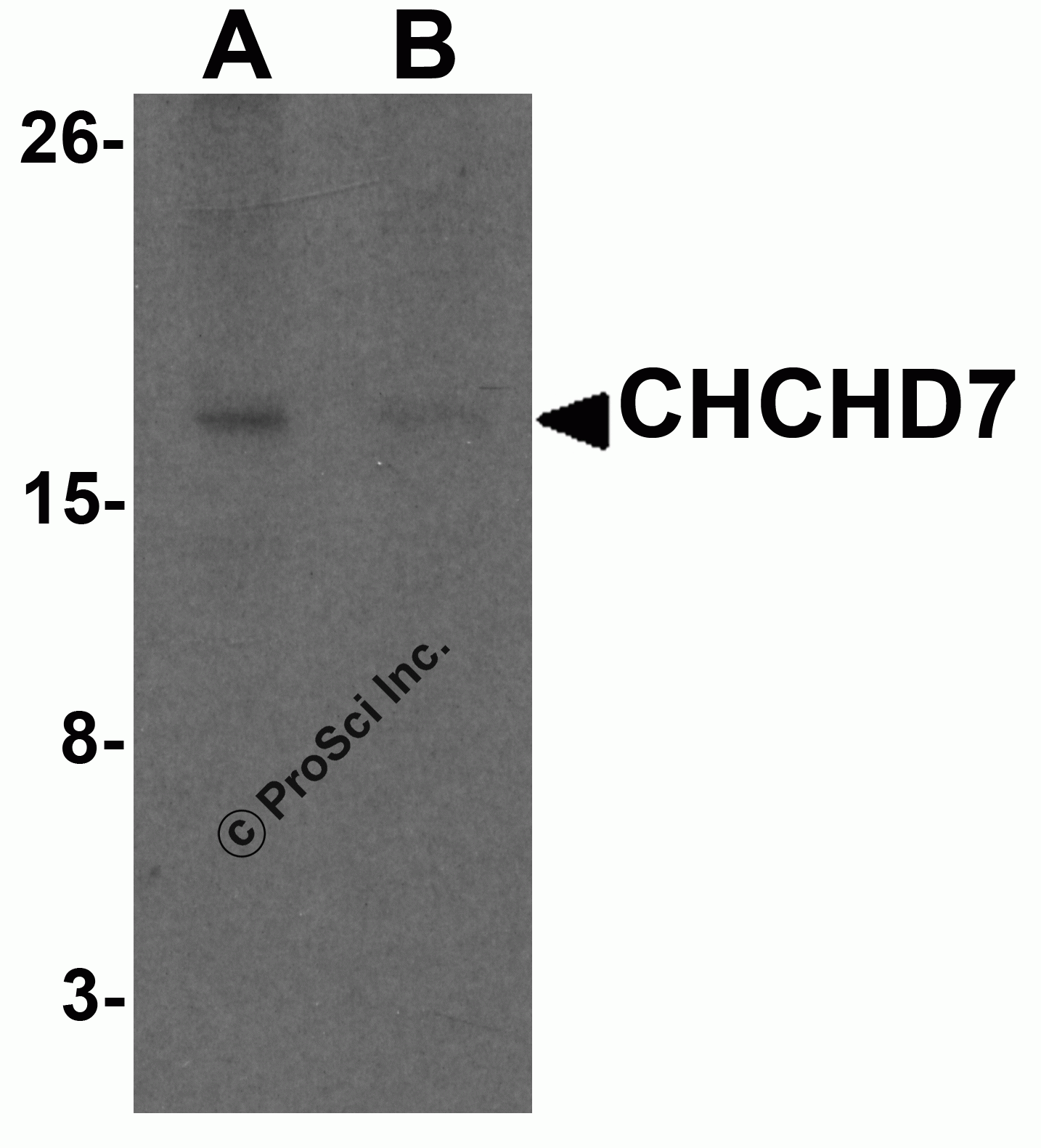 CHCHD7 Peptide - Cat. No. 7143P | ProSci