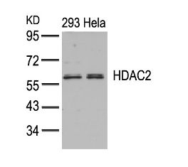 HDAC2 (Ab 394) Antibody - Cat. No. 79-335 | ProSci