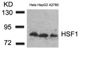 HSF1 (Ab 307) Antibody - Cat. No. 79-361 | ProSci