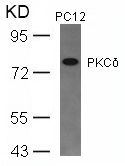 PKCdelta (Ab 645) Antibody - Cat. No. 79-401 | ProSci