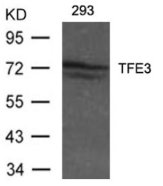 TFE3 Antibody - Cat. No. 79-650 | ProSci