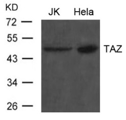 TAZ Antibody - Cat. No. 79-735 | ProSci