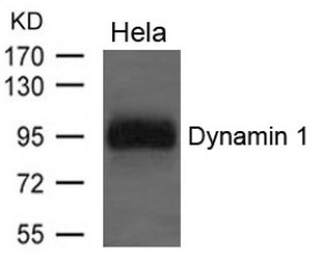 Dynamin 1 Antibody - Cat. No. 79-752 | ProSci