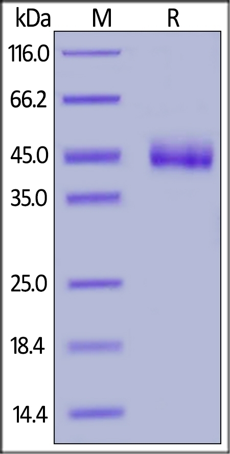 CD3 Epsilon Recombinant Protein - Cat. No. 96-167 | ProSci