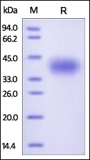 CD200 Recombinant Protein - Cat. No. 96-573 | ProSci