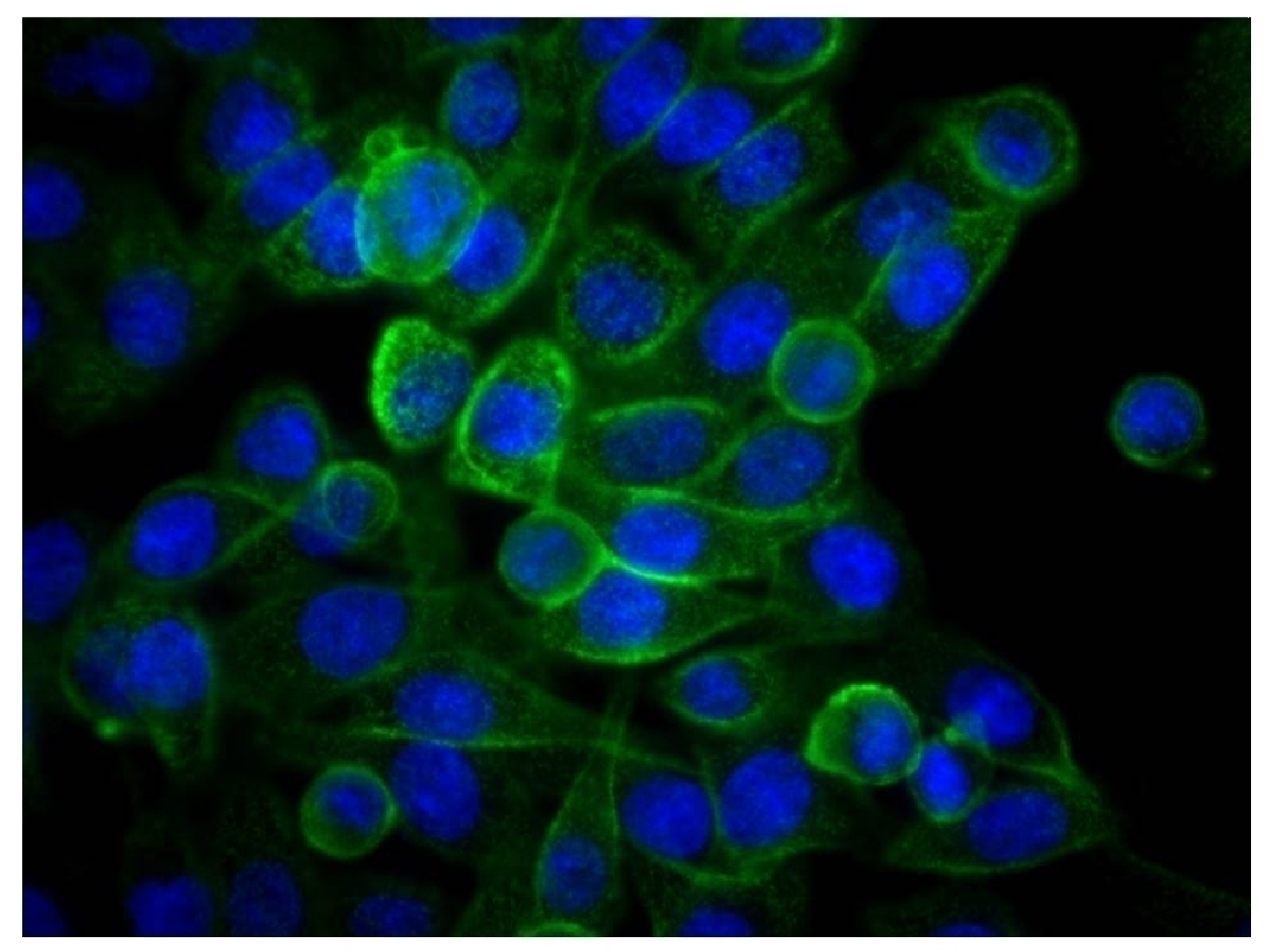 CD44 Antibody [F10-44-2] - Cat. No. 99-374 | ProSci