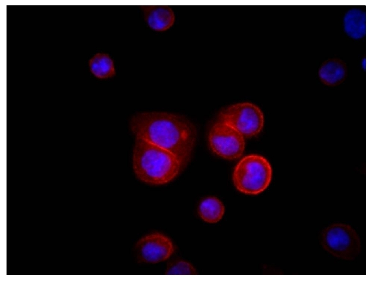 CD44 Antibody [F10-44-2] - Cat. No. 99-374 | ProSci