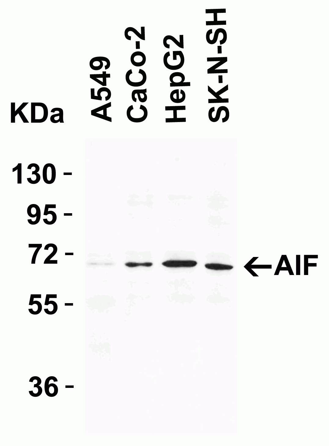 AIF Antibody - Cat. No. 2239 | ProSci