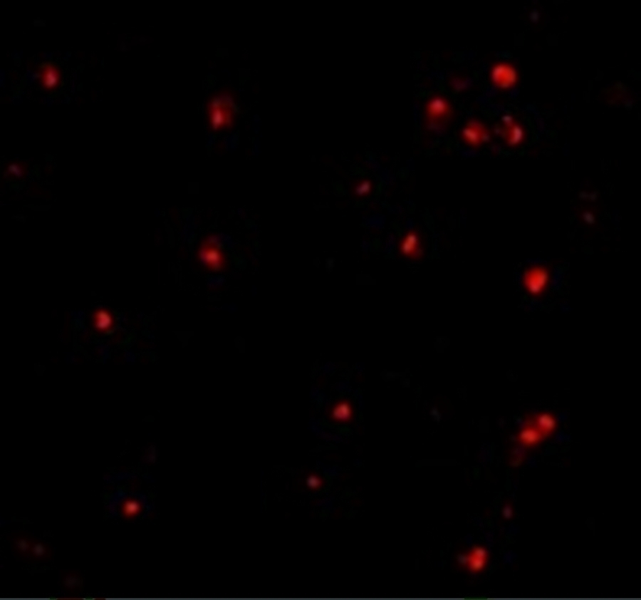 APG7 Antibody - Cat. No. 3617 | ProSci