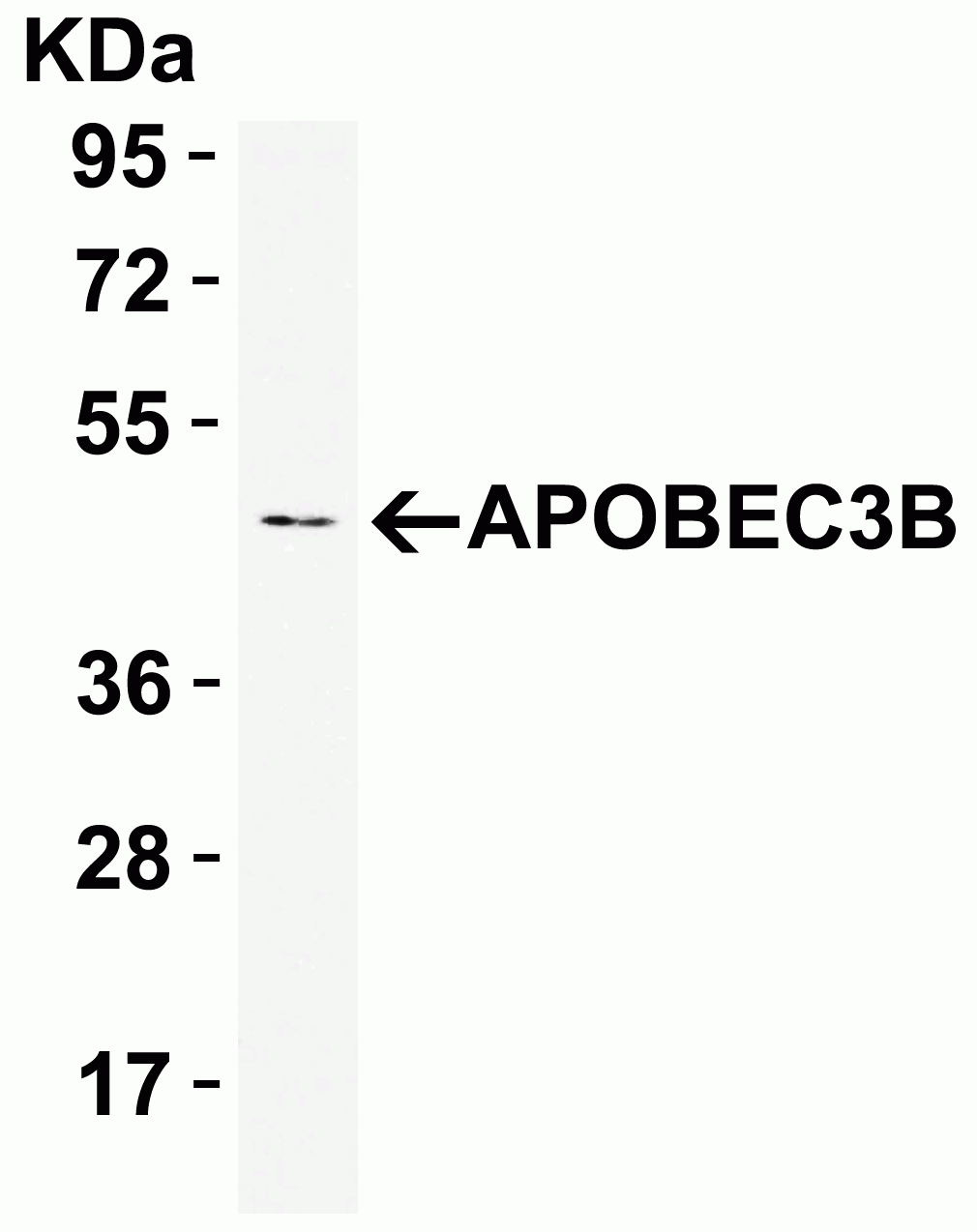 APOBEC3B Antibody - Cat. No. 7725 | ProSci