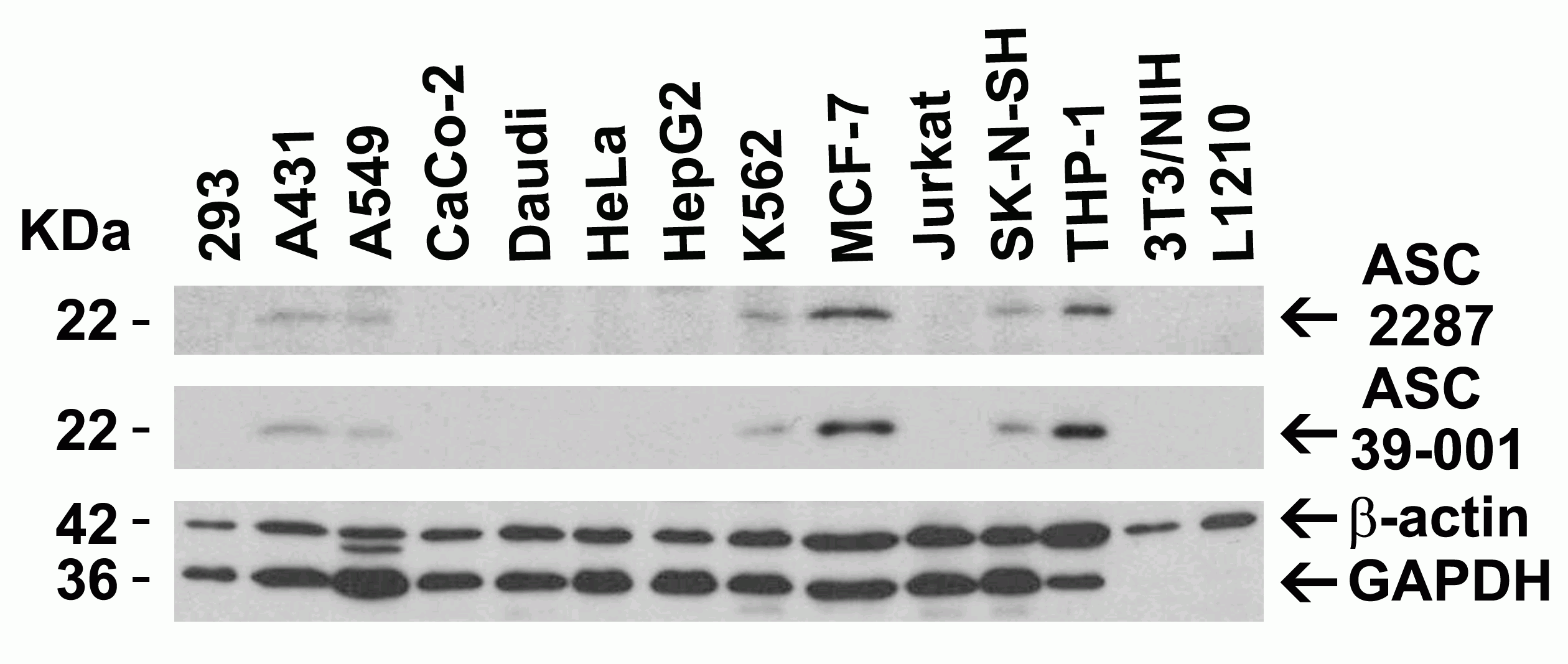 ASC Antibody - Cat. No. 2287 | ProSci