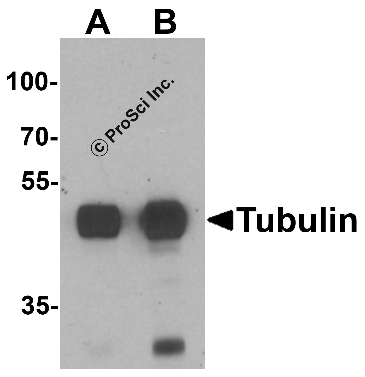 Alpha-tubulin Antibody - Cat. No. 7175 | ProSci