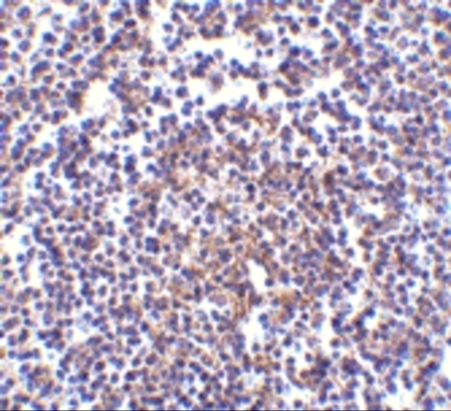 Aven Antibody - Cat. No. 2413 | ProSci
