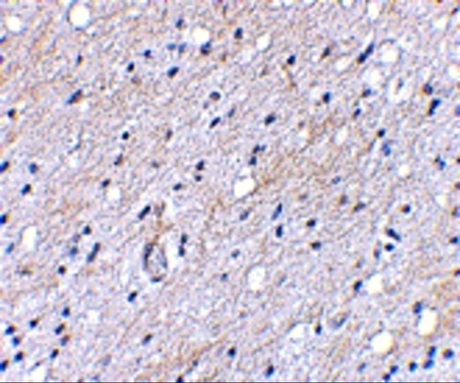 BAP3 Antibody - Cat. No. 4505 | ProSci