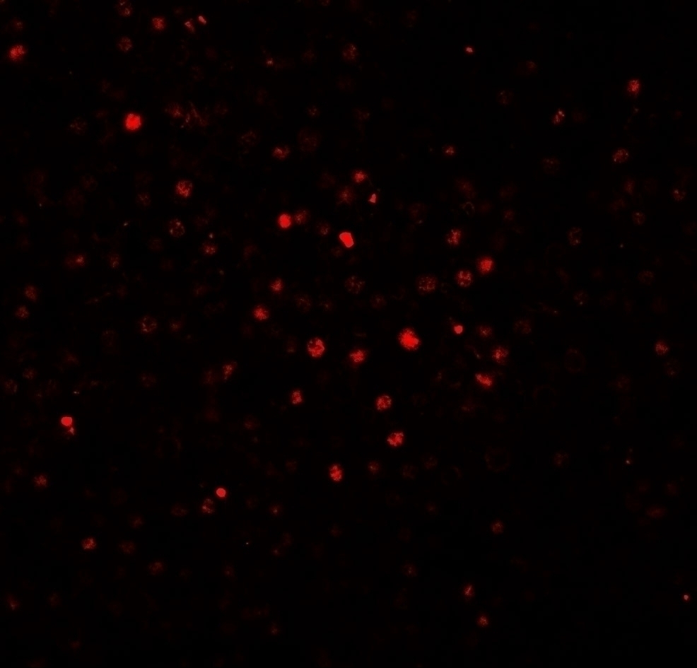 BATF Antibody - Cat. No. 7069 | ProSci