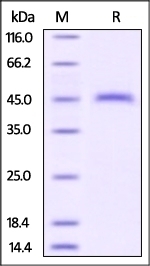 CD3 epsilon Recombinant Protein - Cat.No. 96-981 | ProSci