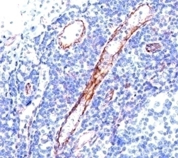 CD31 Antibody [C31.3] - Cat. No. 33-186 | ProSci
