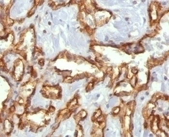 CD31 Antibody [C31.3] - Cat. No. 33-186 | ProSci