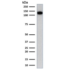 CD31 Antibody [C31.3] - Cat. No. 33-186 | ProSci