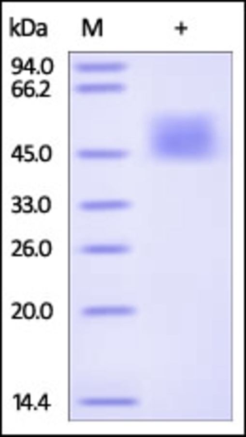 CD360 Recombinant Protein - Cat. No. 96-473 | ProSci