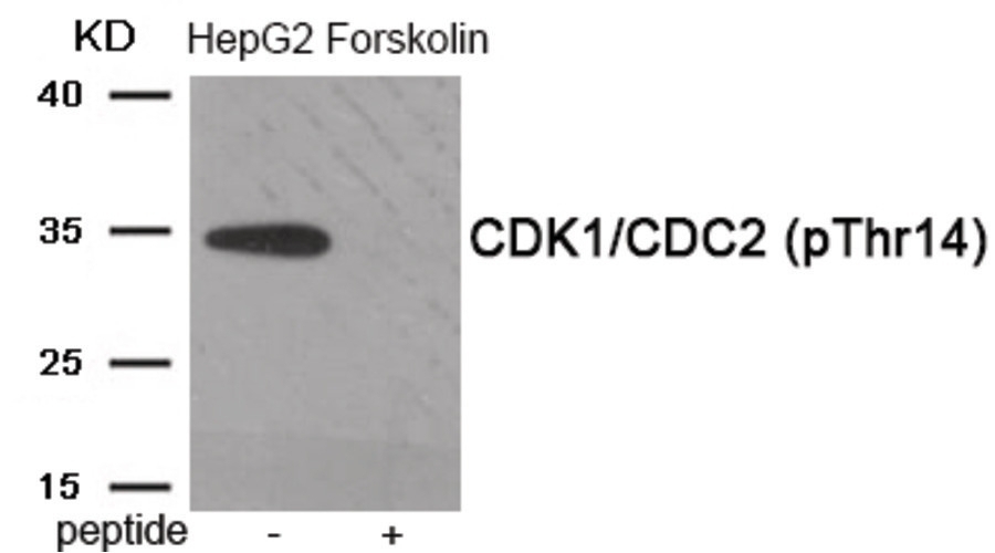 CDK1/CDC2 (phospho Thr14) Antibody - Cat. No. 80-045 | ProSci