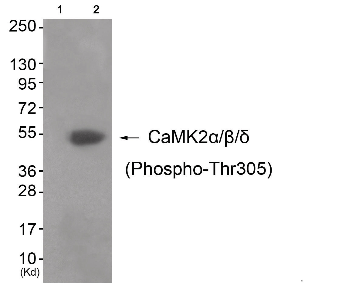 CaMK2 alpha/beta/delta (phospho Thr305) Antibody - Cat. No. 79-776 | ProSci