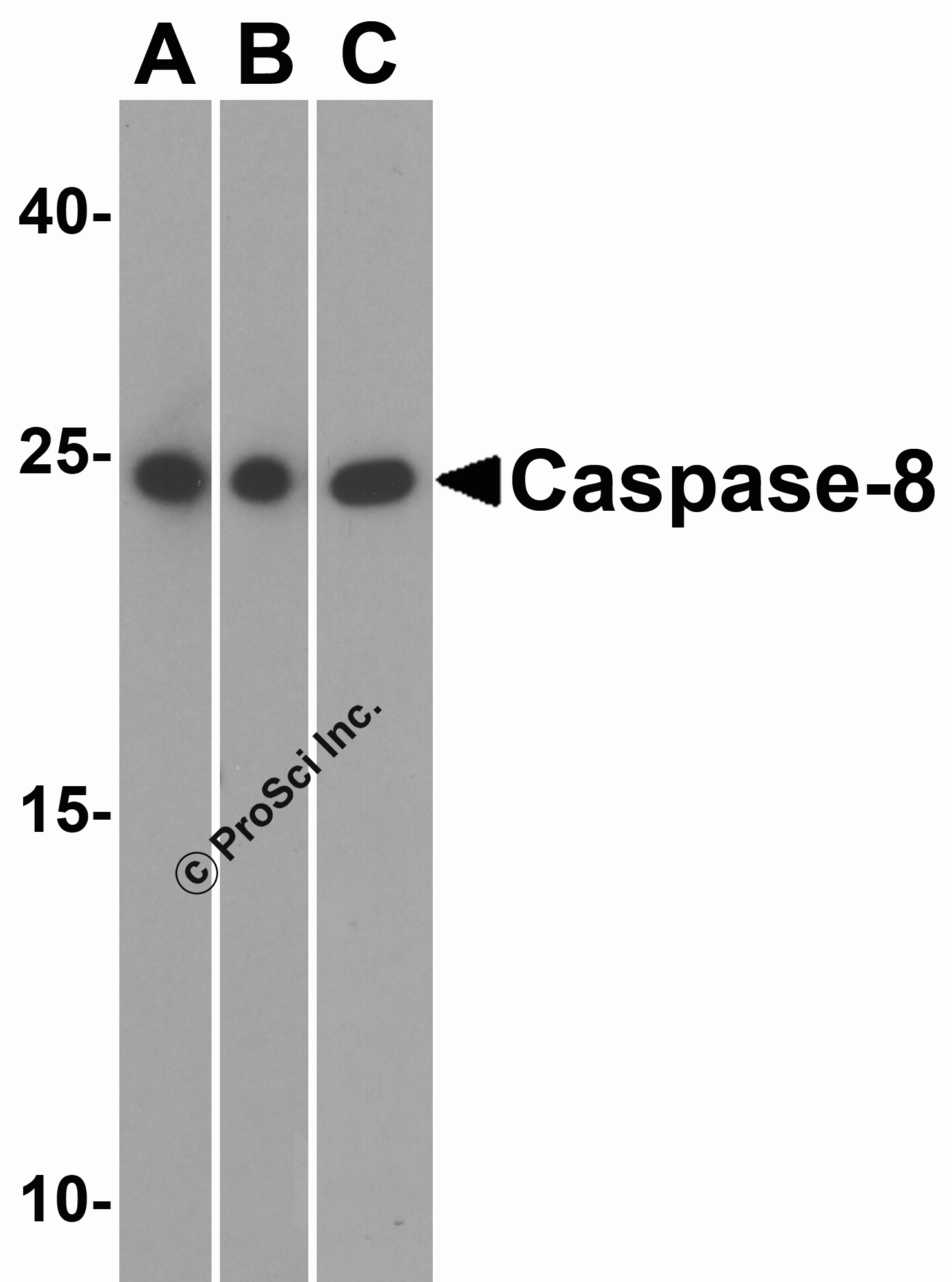 Caspase-8 Antibody - Cat. No. 3473 | ProSci