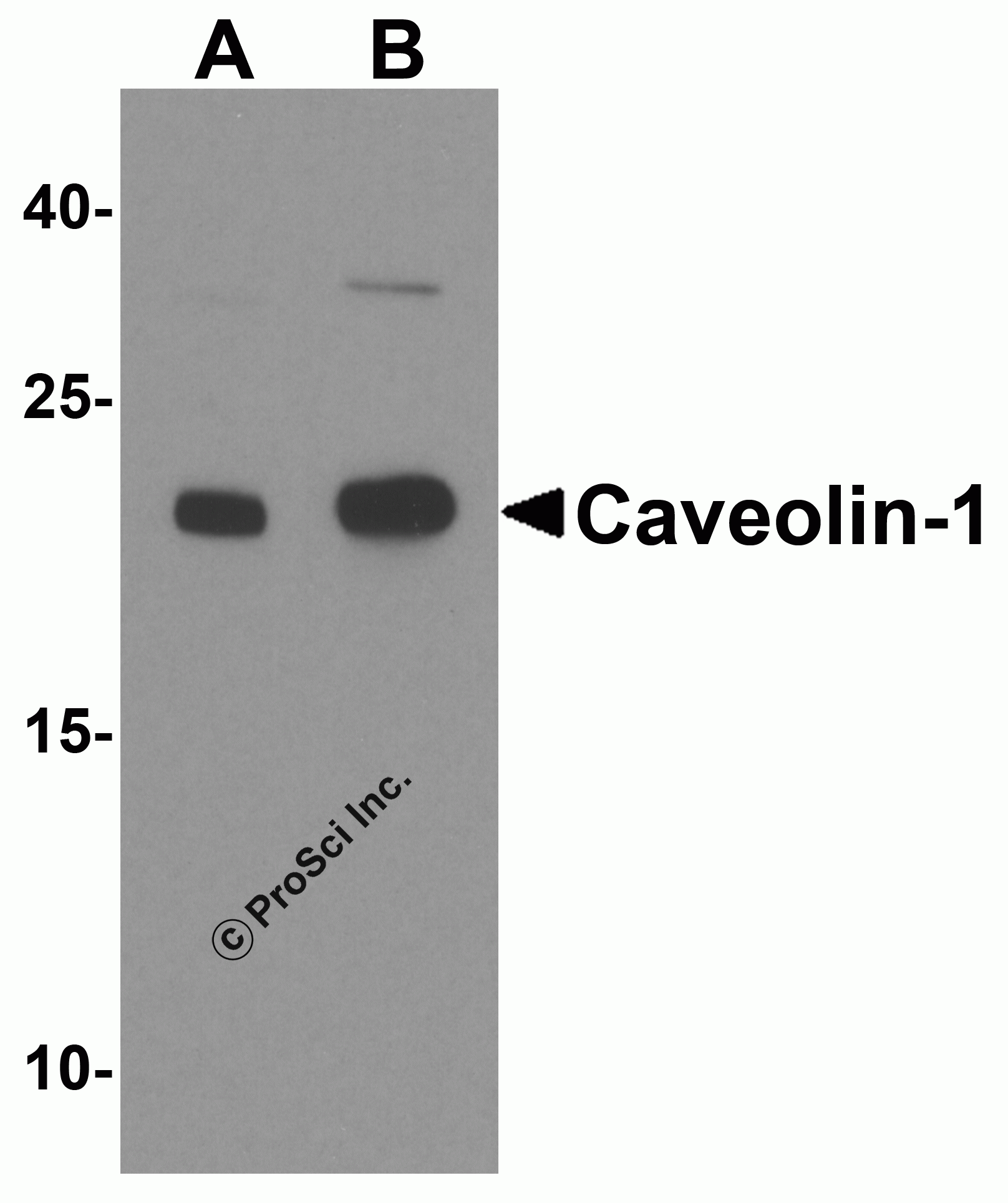 Caveolin-1 Antibody - Cat. No. 8219 | ProSci